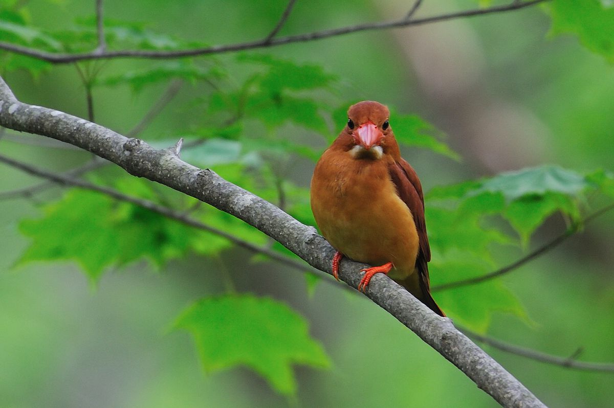 Playing a staring game...5 | GANREF