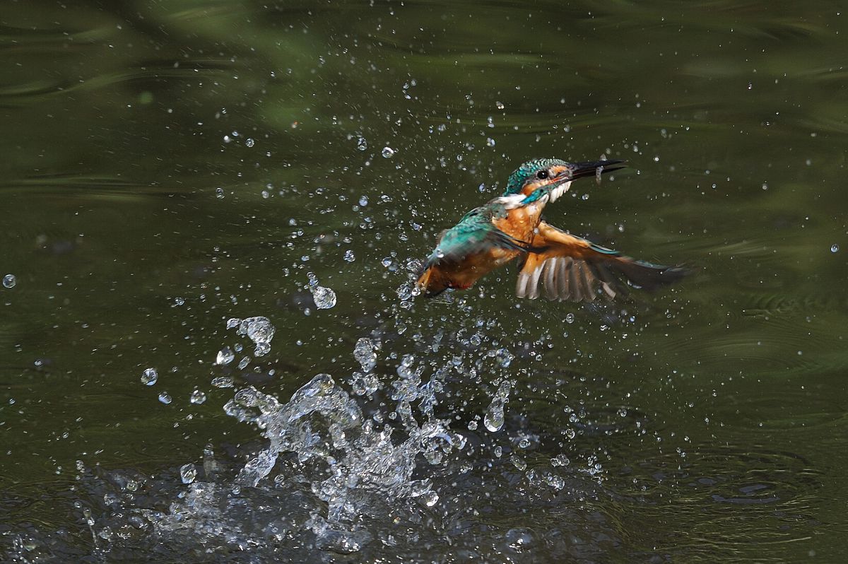 Just catched my favorite fish...23 | GANREF