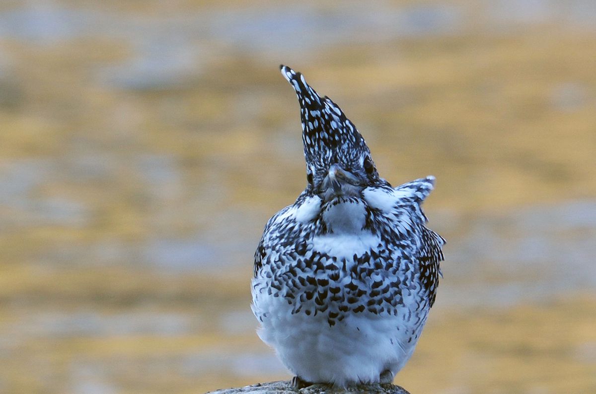 Playing a staring game... | GANREF