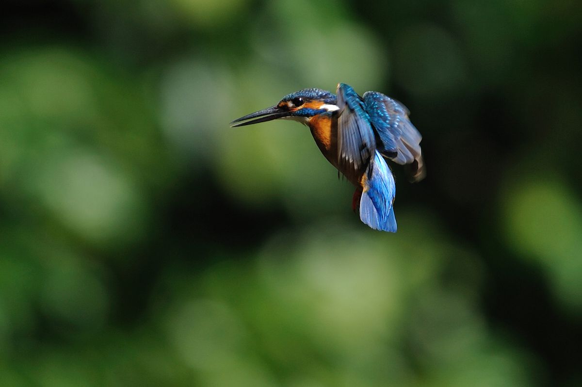 Angel wings 2_Hovering 12 | GANREF