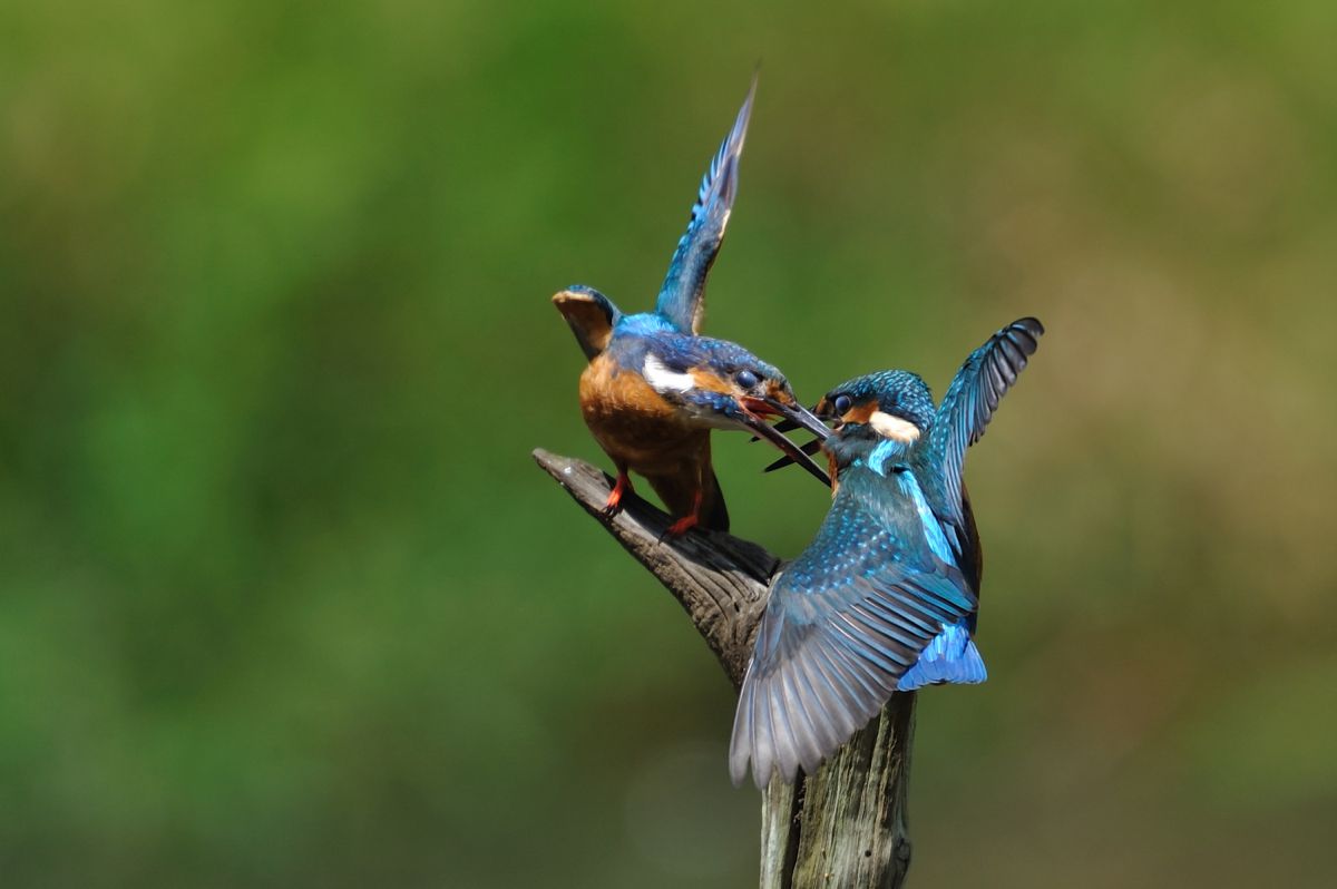 Sword dance | GANREF