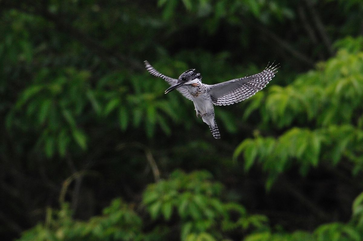 Hovering 13 | GANREF