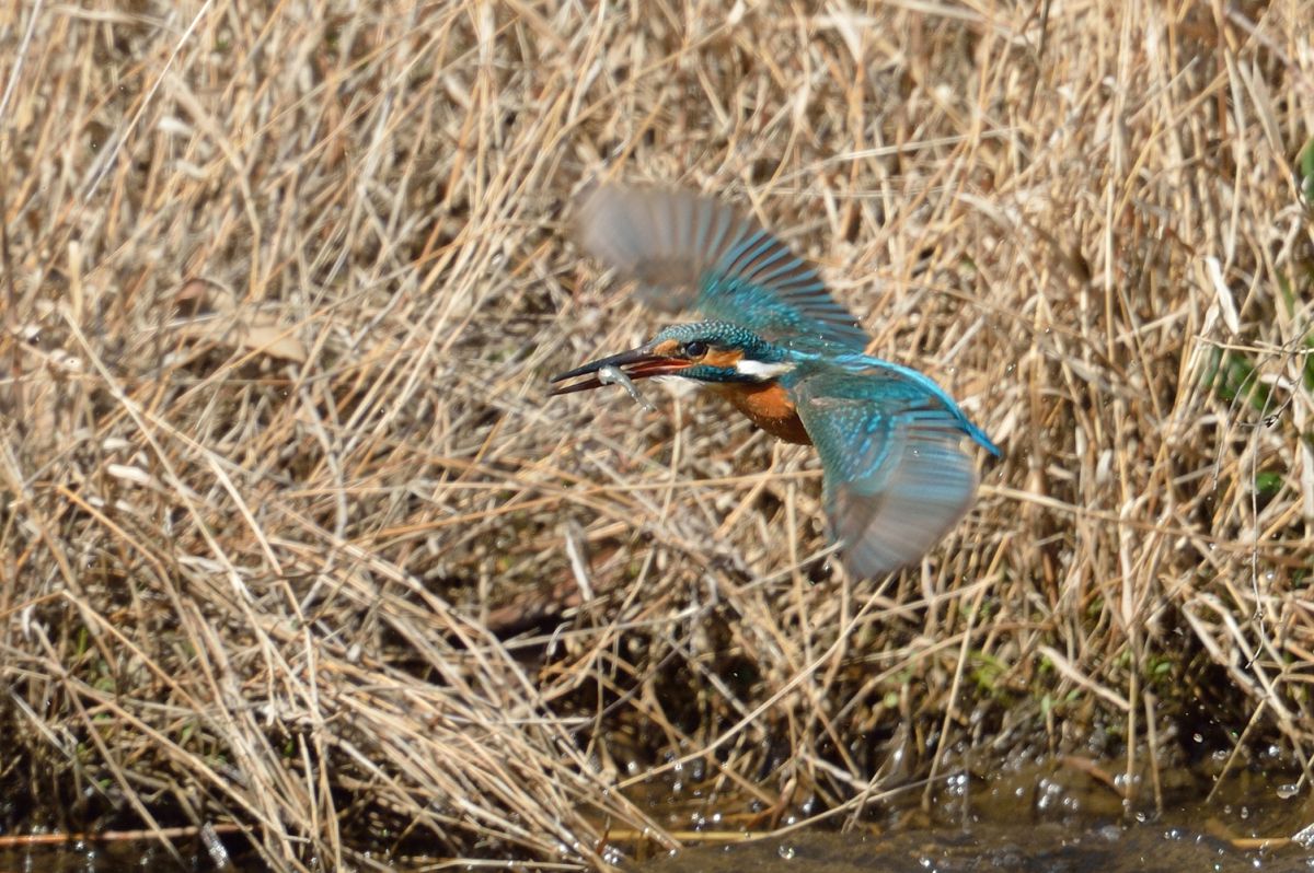 Just catched my favorite fish...57 | GANREF