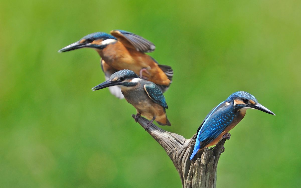 The Three Brothers | GANREF