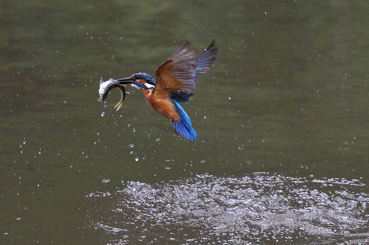 Just catched my favorite fish...11 | GANREF