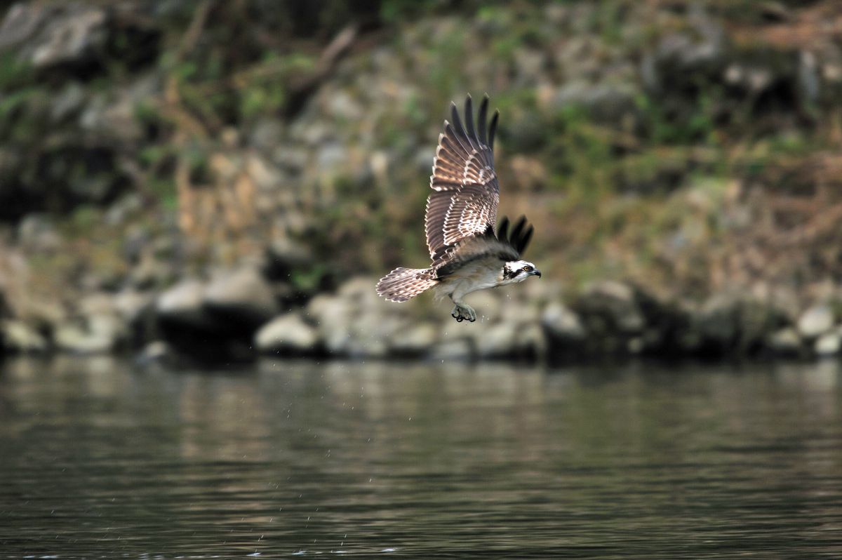 Failed to catch my favorite fish | GANREF