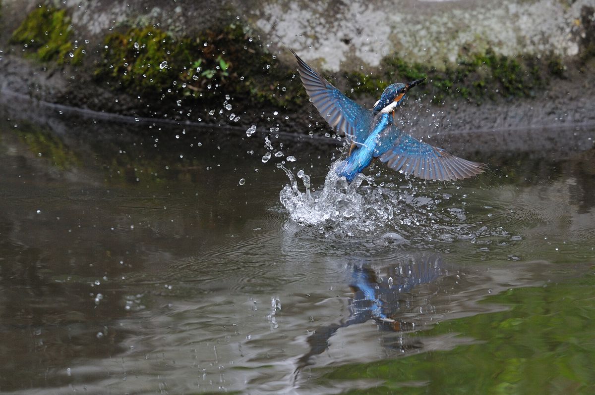 Reflection on the water 2 | GANREF