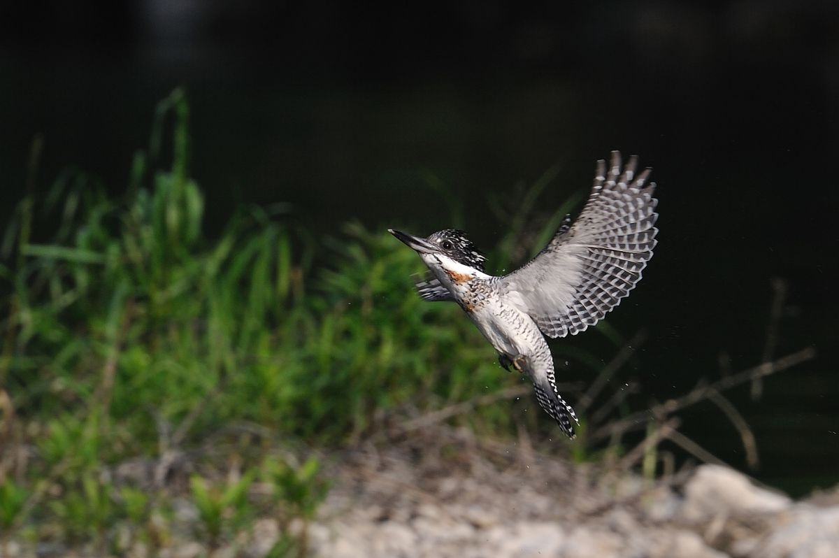 The flutter | GANREF