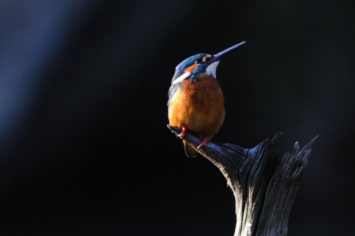 Turning on... | GANREF