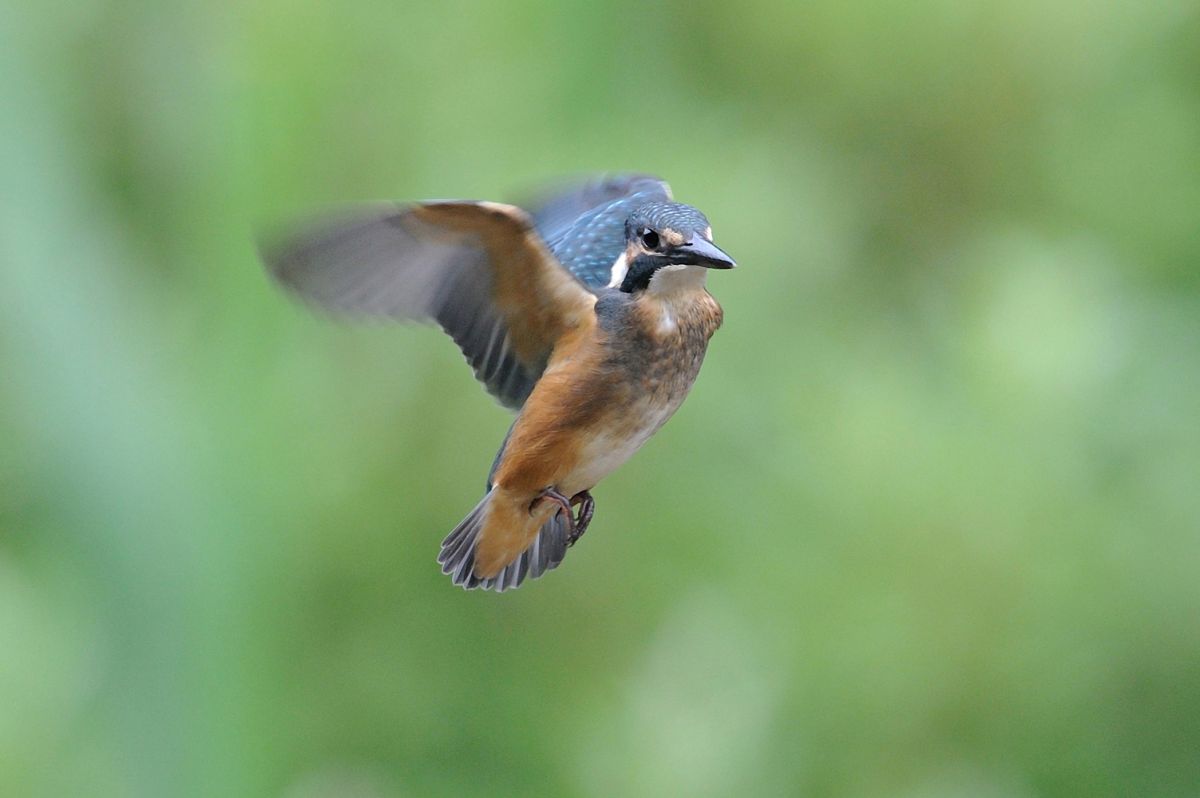 Hovering 26 | GANREF