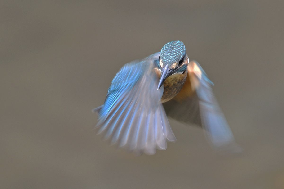 Hovering 27 | GANREF