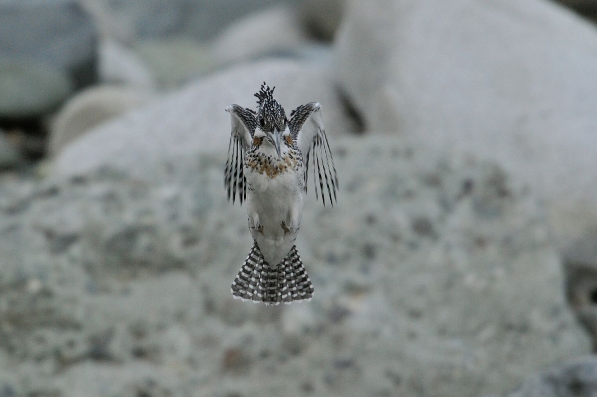 Hovering 28_Angel wings | GANREF