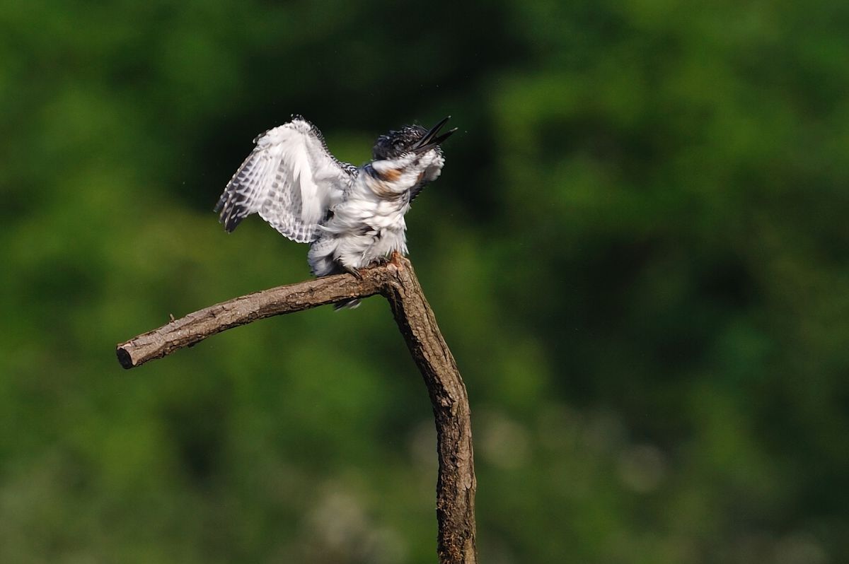 It's funny! | GANREF