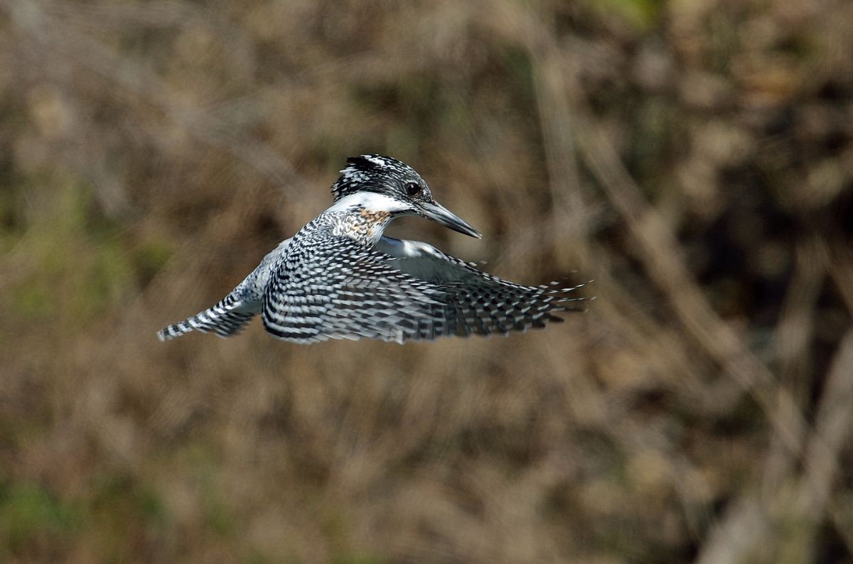 Hovering 24 | GANREF