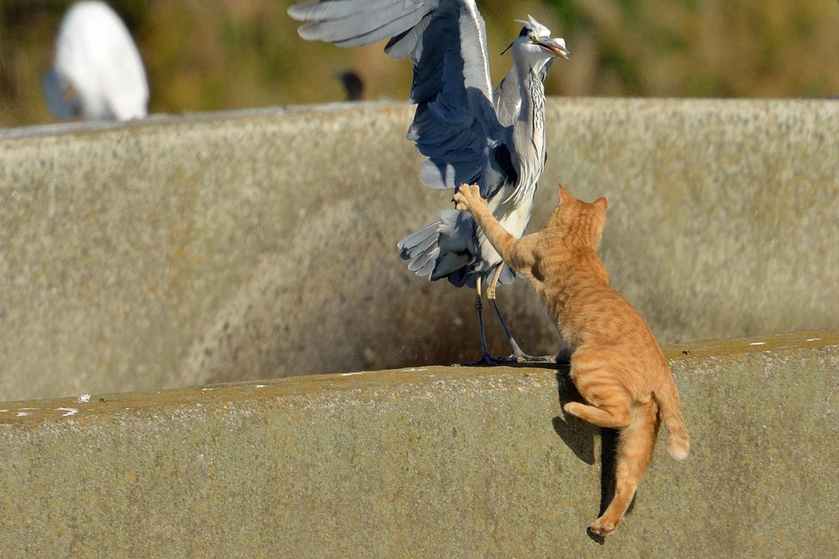 Surprise attack! | GANREF