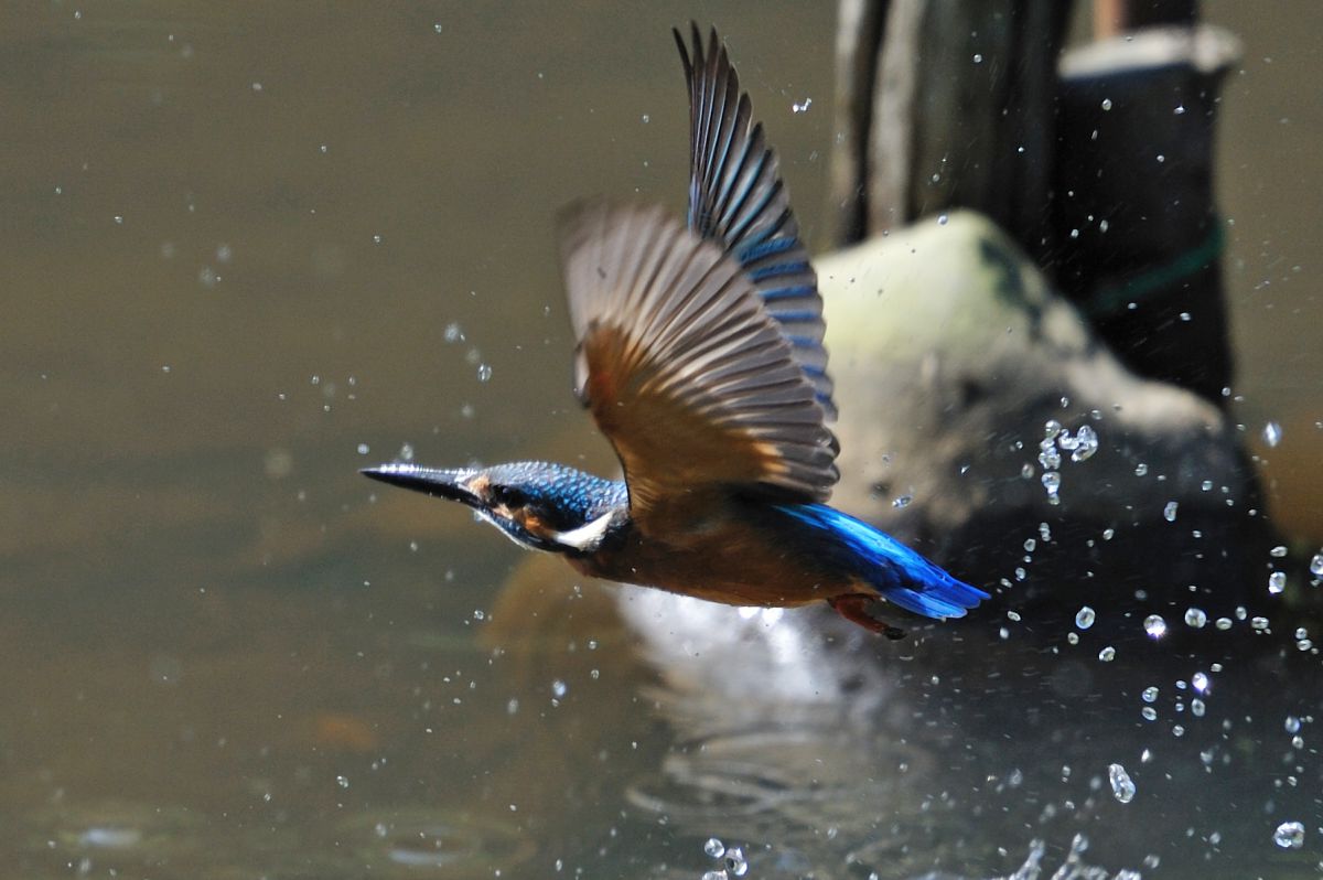 Taking off - phase 2 | GANREF