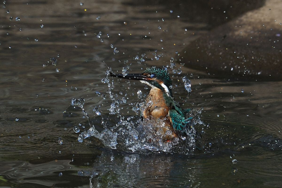 Just after bathing...2 | GANREF