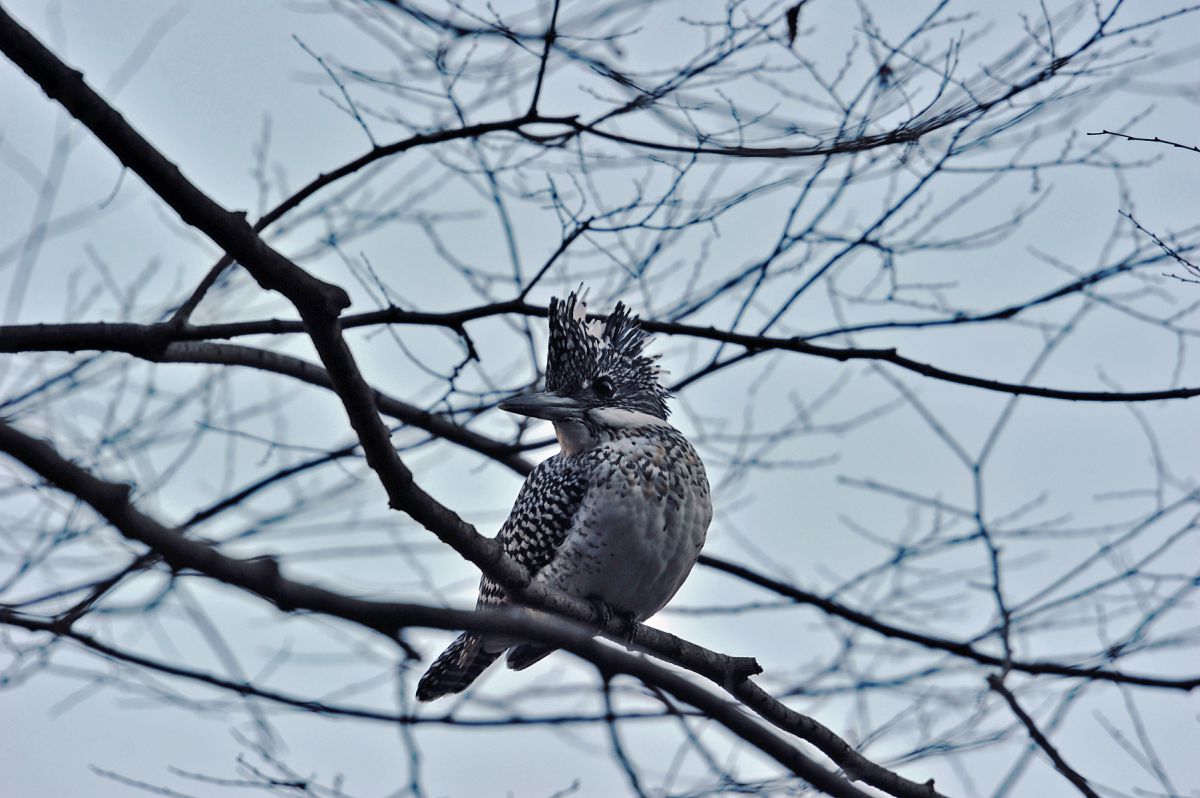 Short break... | GANREF