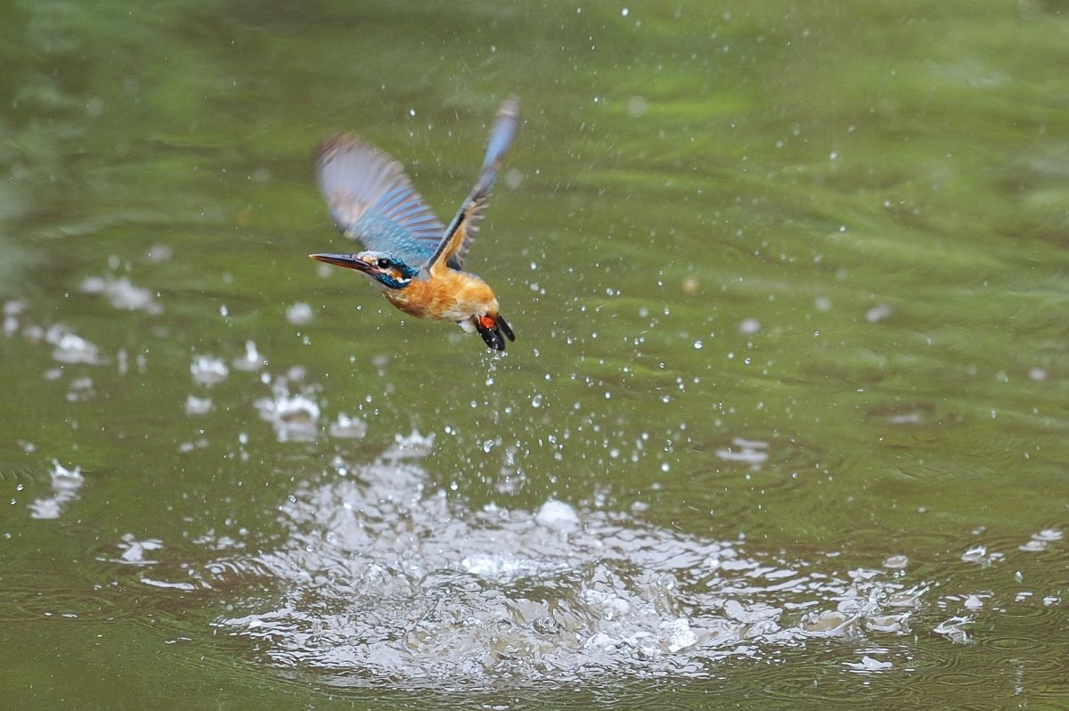 Refreshed after bathing... | GANREF