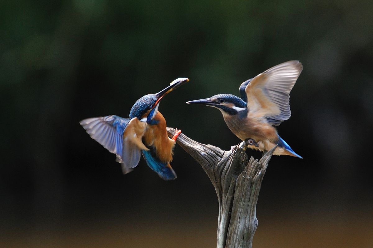 Bond of affection | GANREF