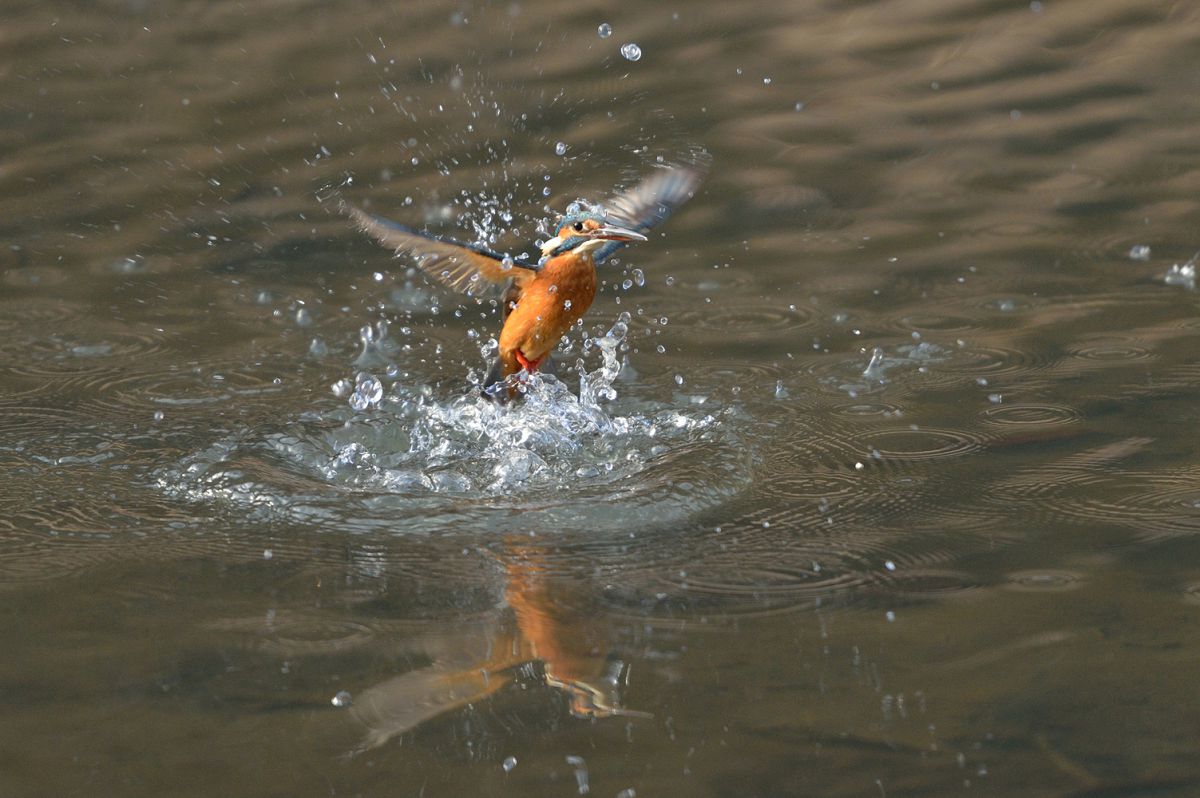 Just came to the surface... | GANREF