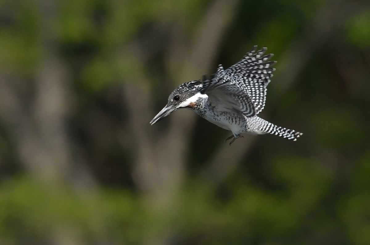 Hovering 25 | GANREF