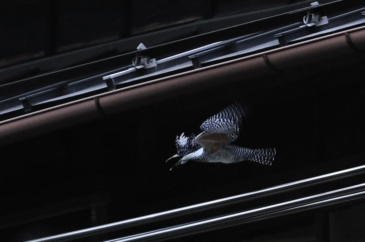 Please do not come in the house... | GANREF