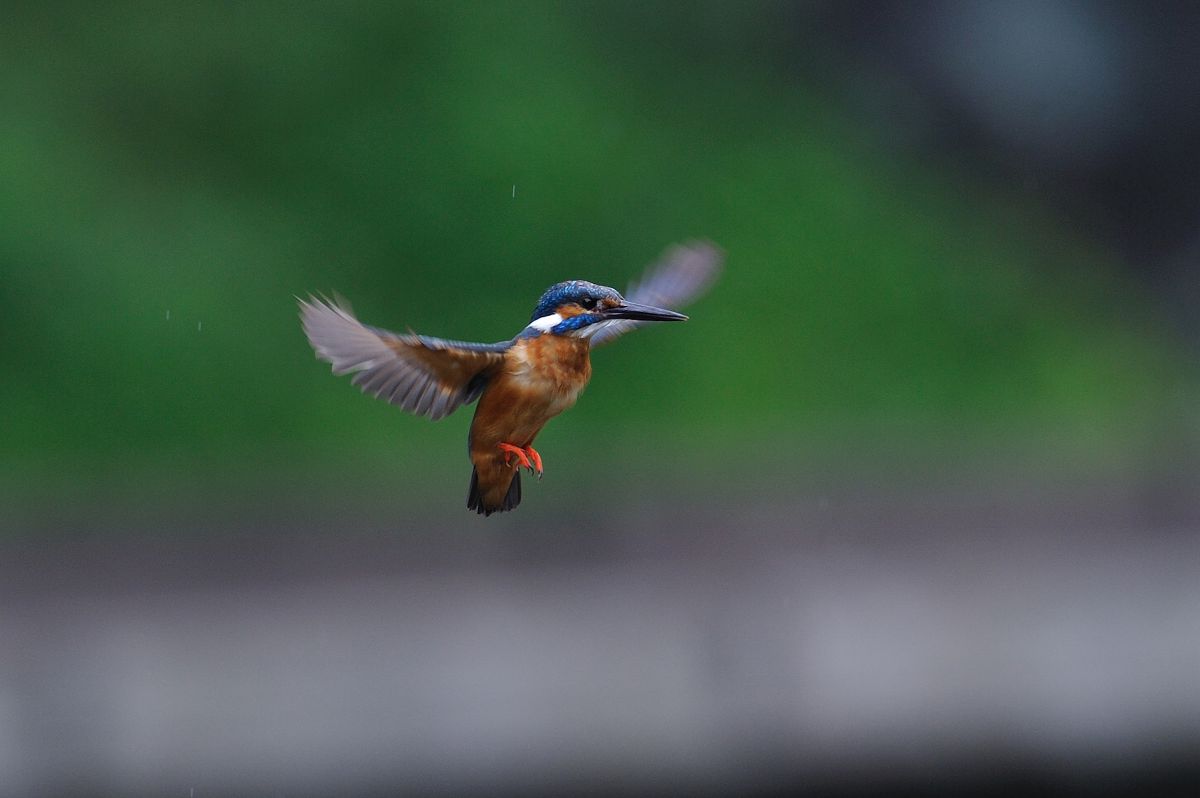 Hovering 15 | GANREF