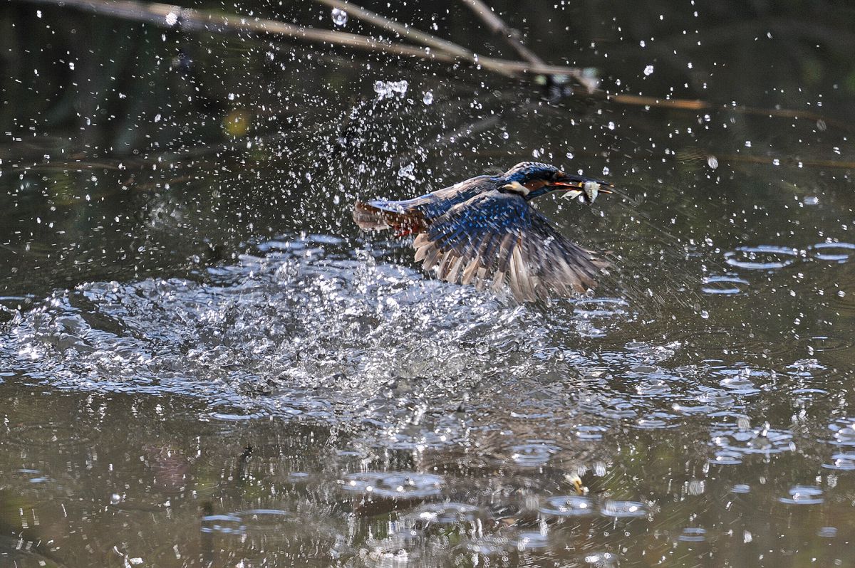 Just catched my favorite fish...36 | GANREF