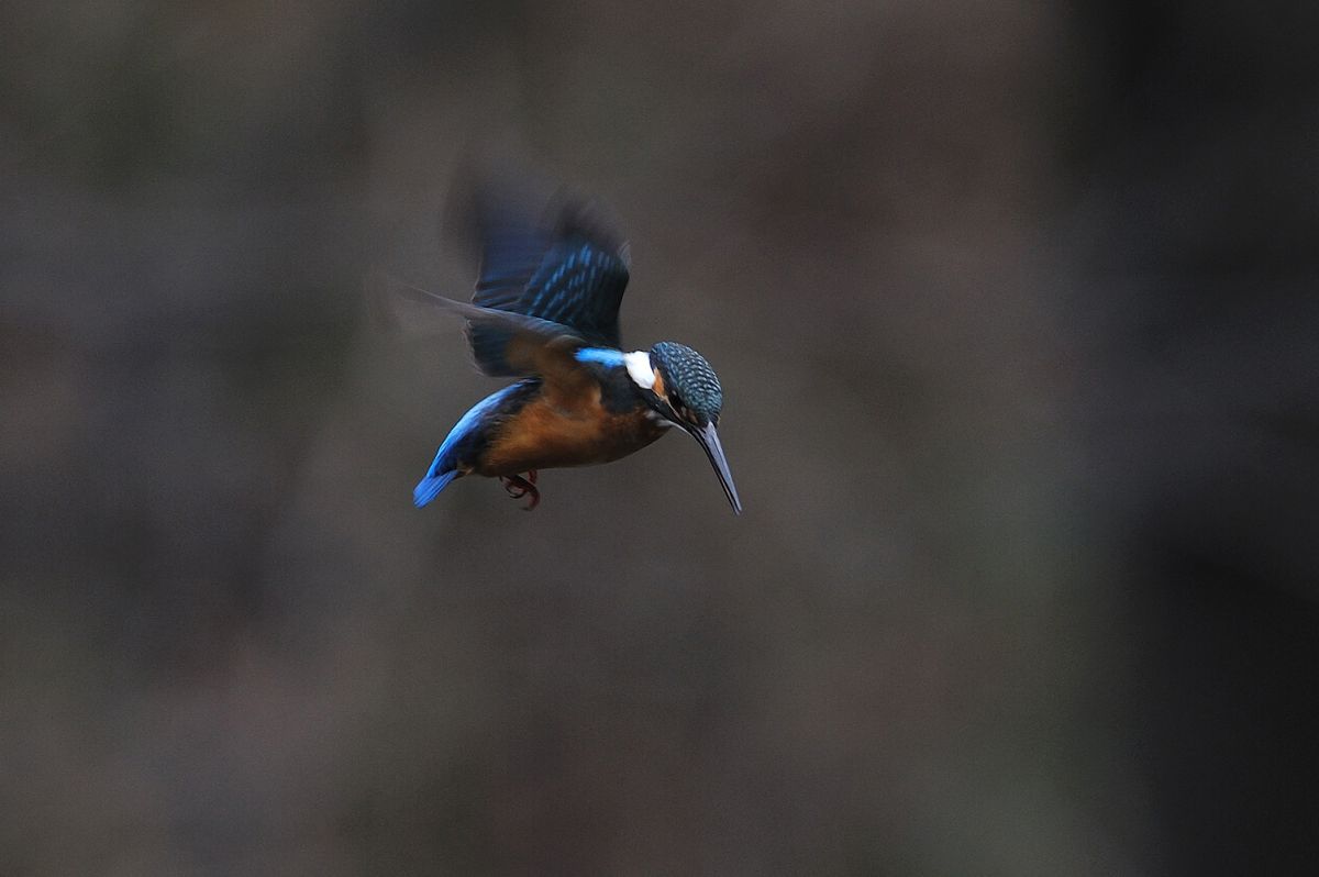 Hovering 23_Locking on... | GANREF