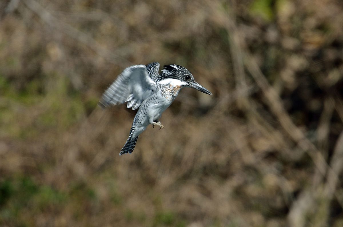 Hovering_29 | GANREF