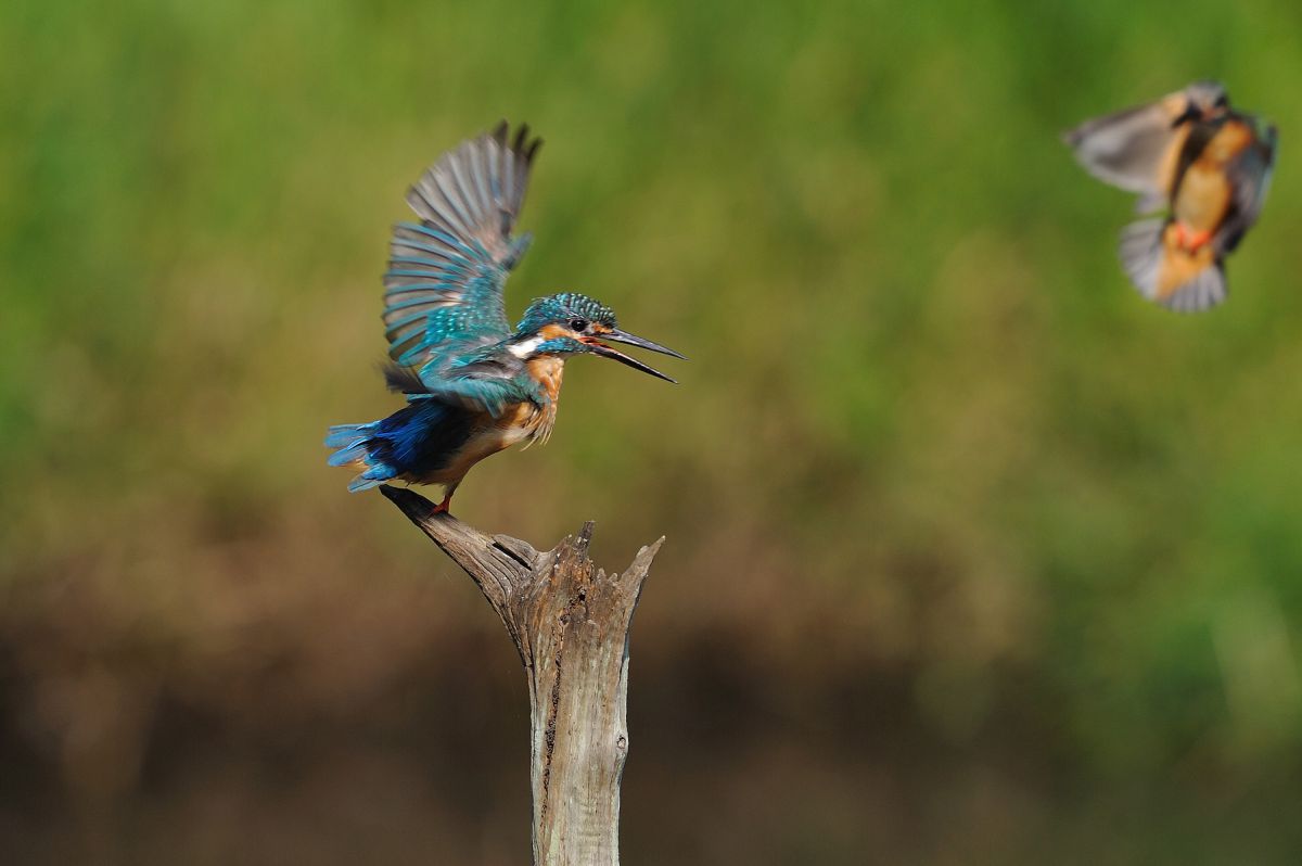 This is my PERCH!_2 | GANREF