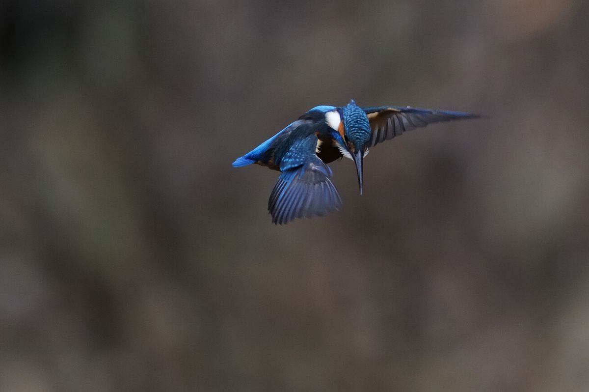 Just locked on the target... | GANREF