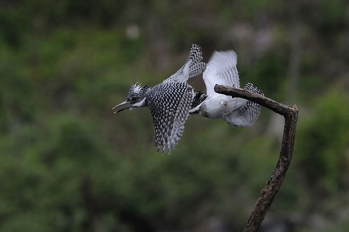 Rendez-vous...5_Synchronized flight | GANREF