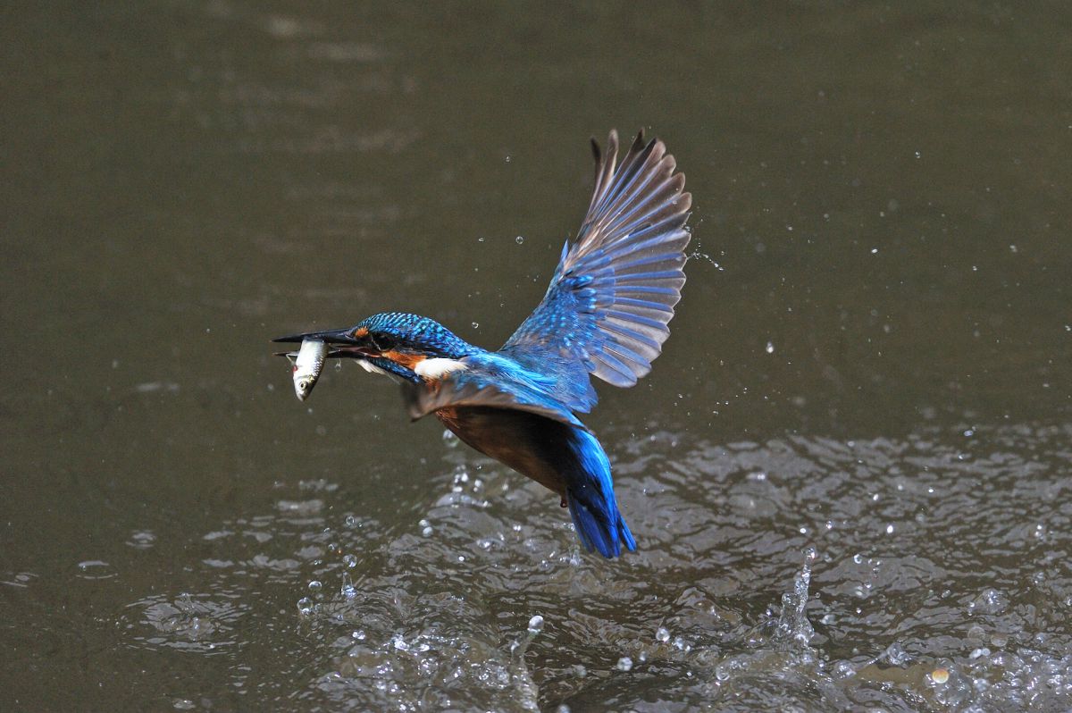 Just catched my favorite fish...26 | GANREF