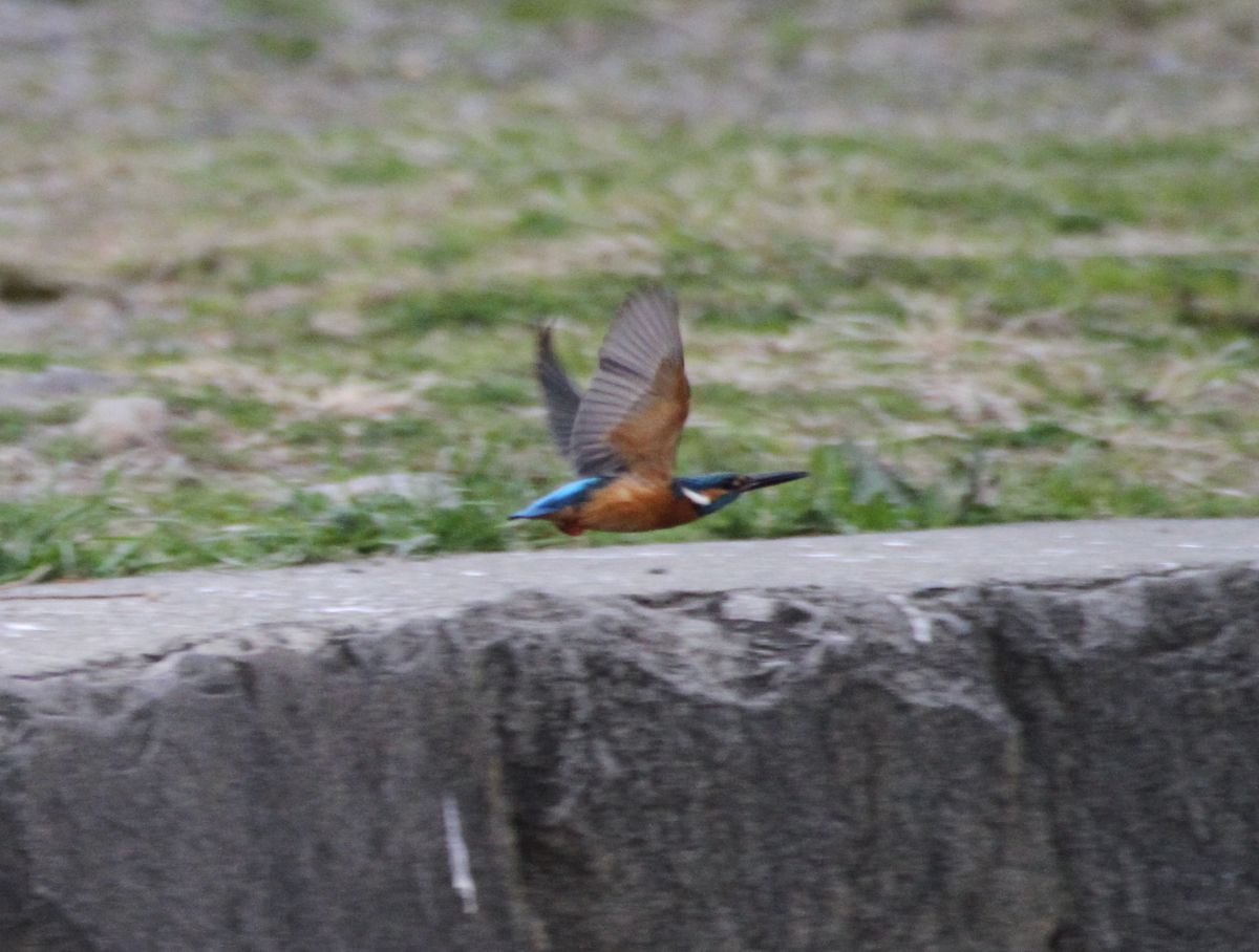 7Dデビュ～です～。。。 | GANREF