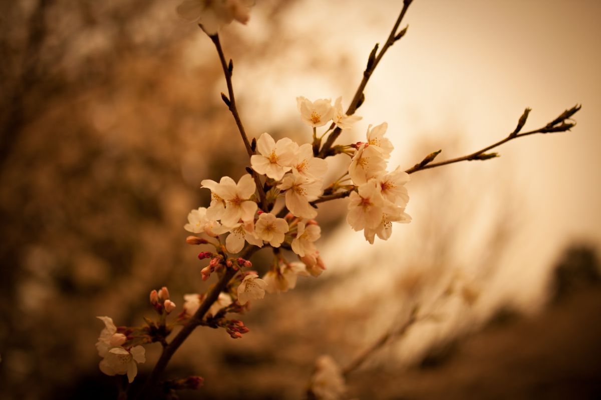 さくらAURA | GANREF