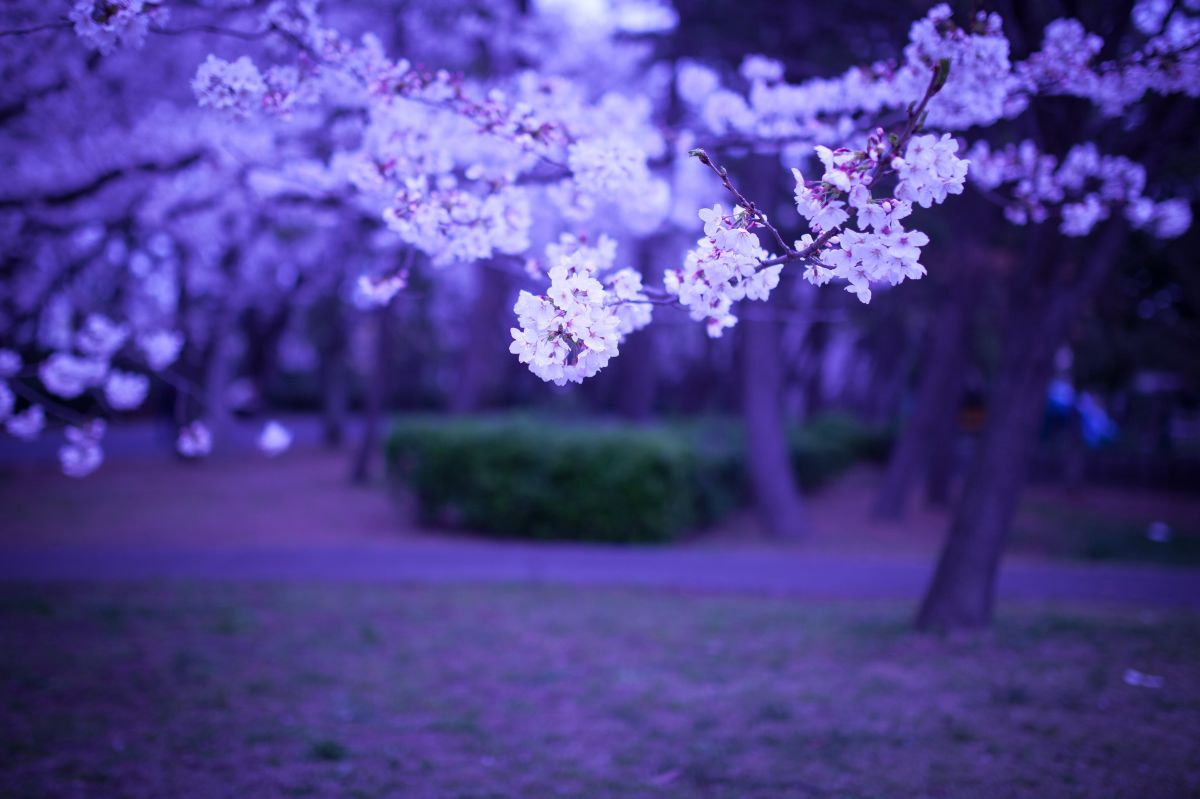 さくLIGHT | GANREF