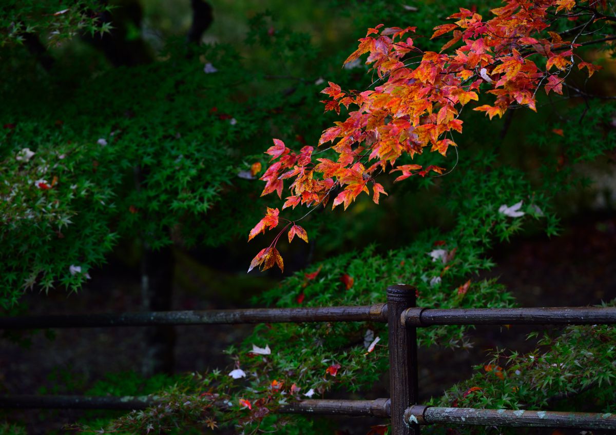 DSC_7810.jpg | GANREF