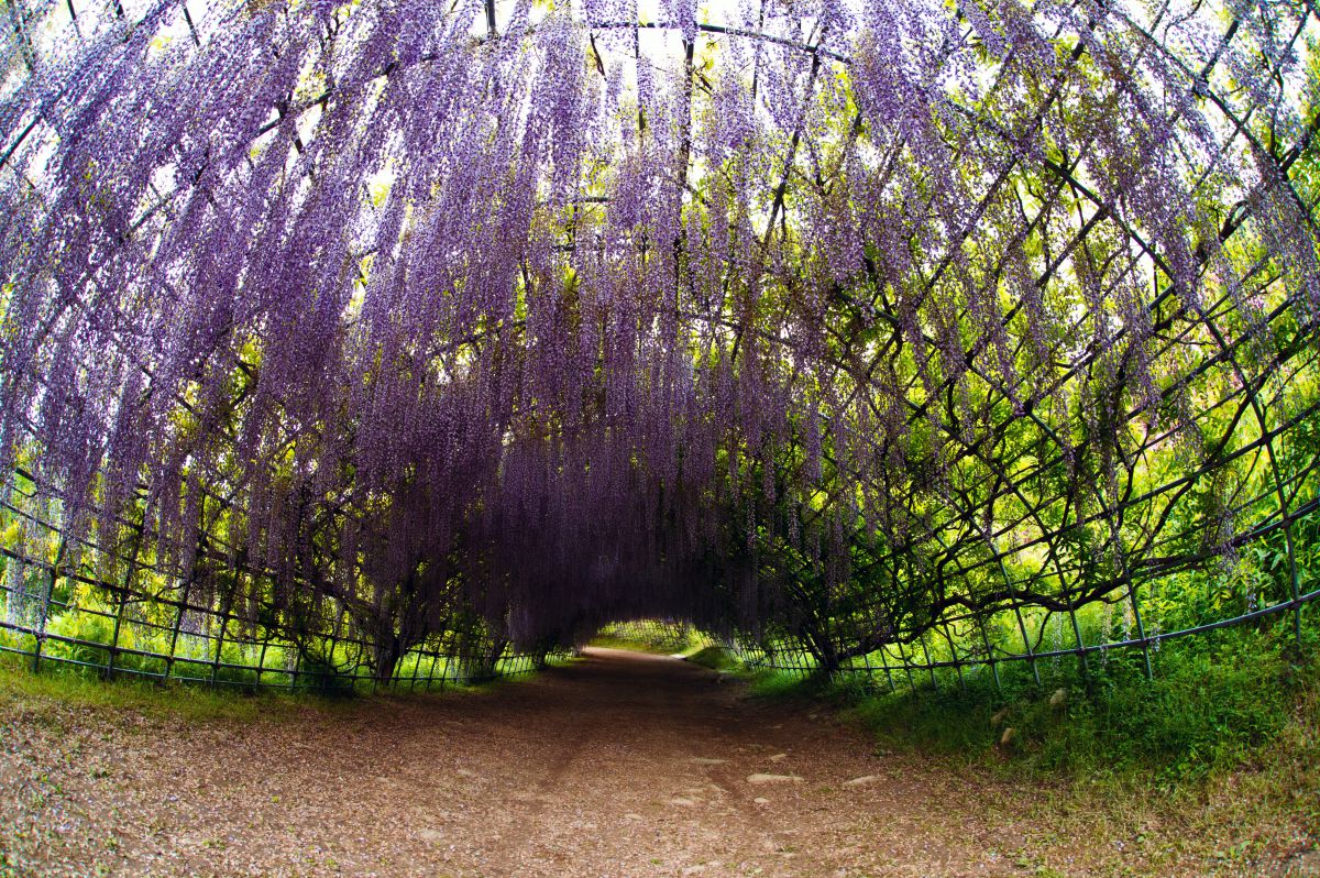 藤トンネル（Fisheye） | GANREF