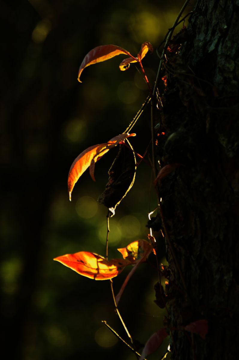 そこに有るイルミネーションは… | GANREF