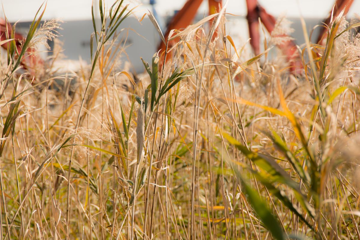 few days ago〜名残〜 | GANREF