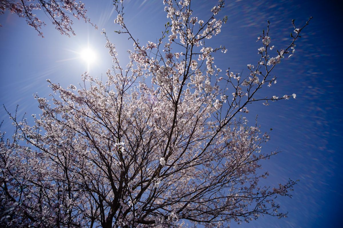 DSC_4251.jpg | GANREF