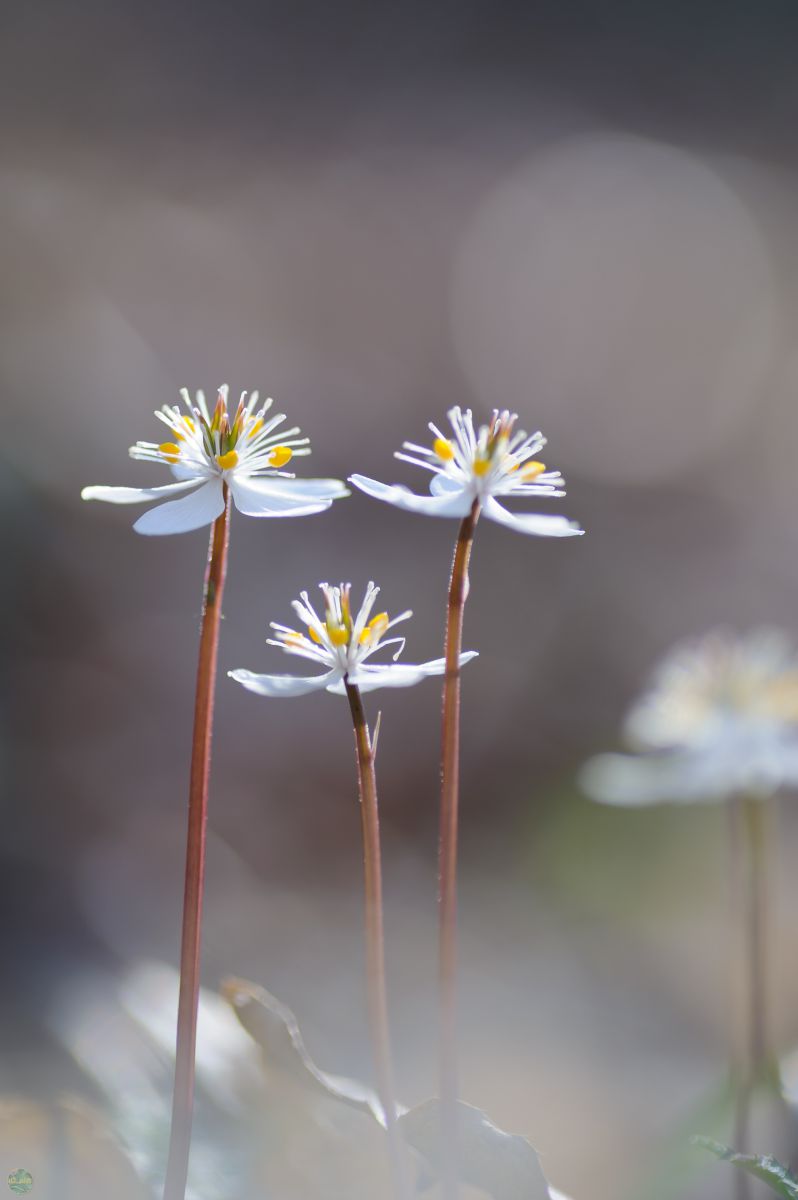 梅花黄蓮 | GANREF