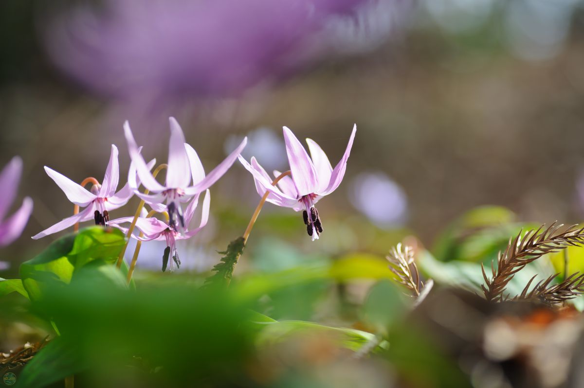 Spring Ephemeral | GANREF