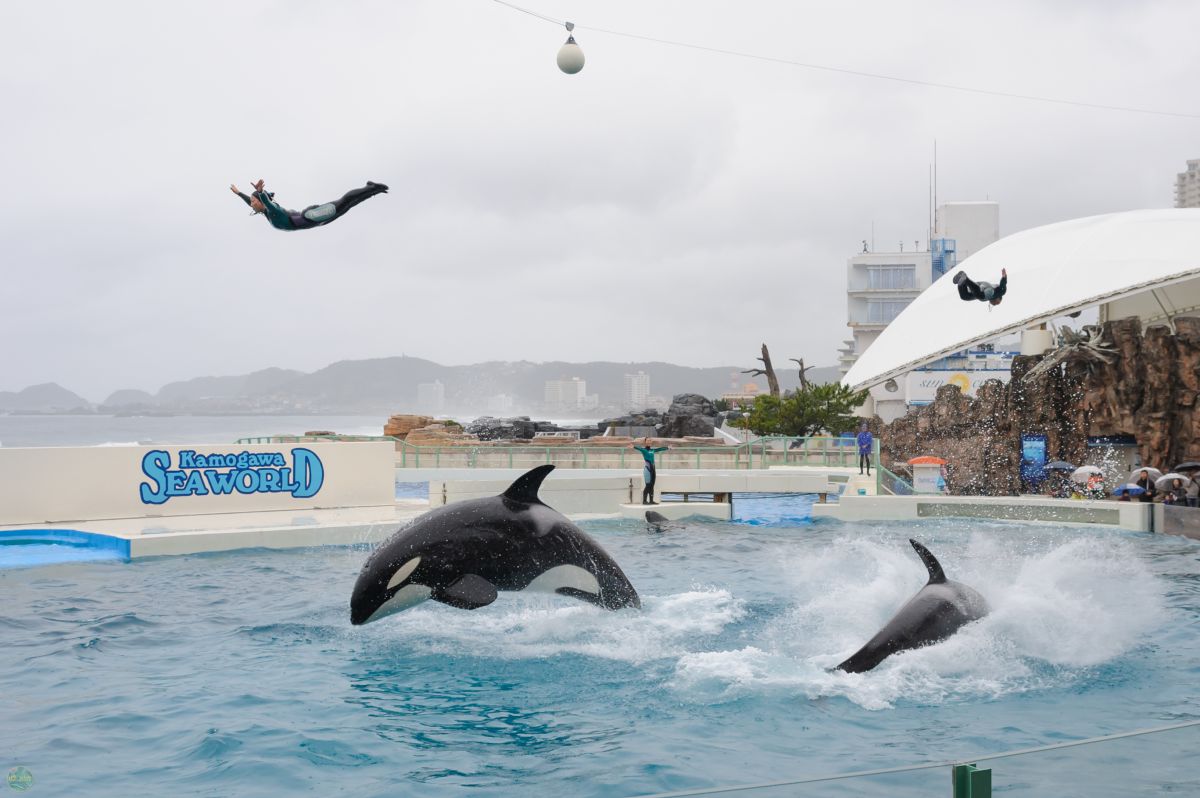 Flying Orca! | GANREF