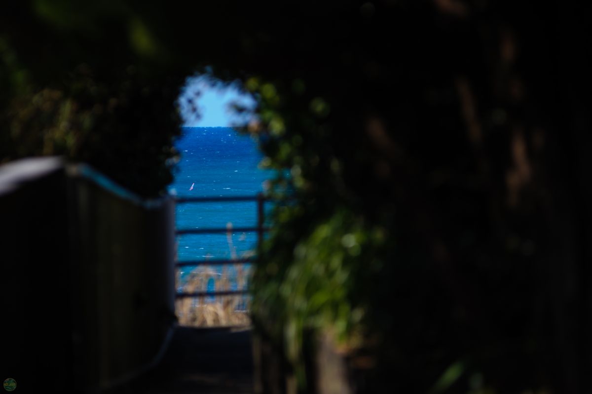 椿の隧道 | GANREF