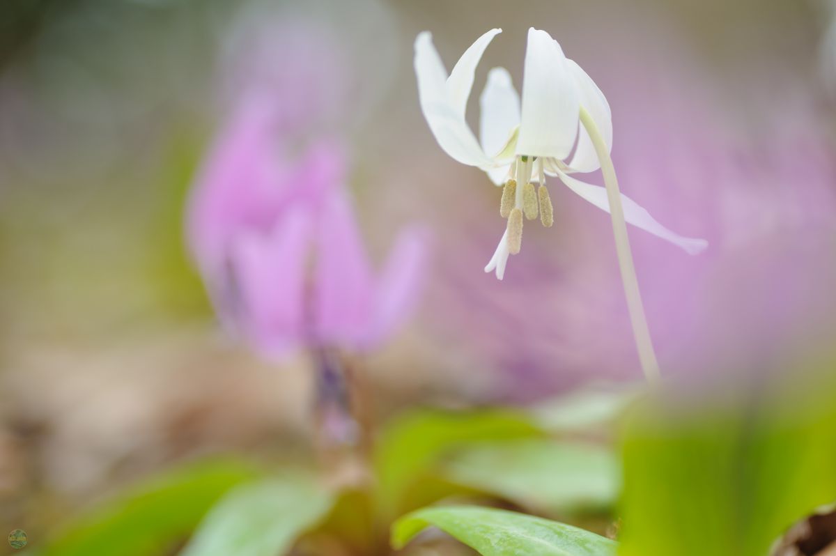 白花堅香子 | GANREF