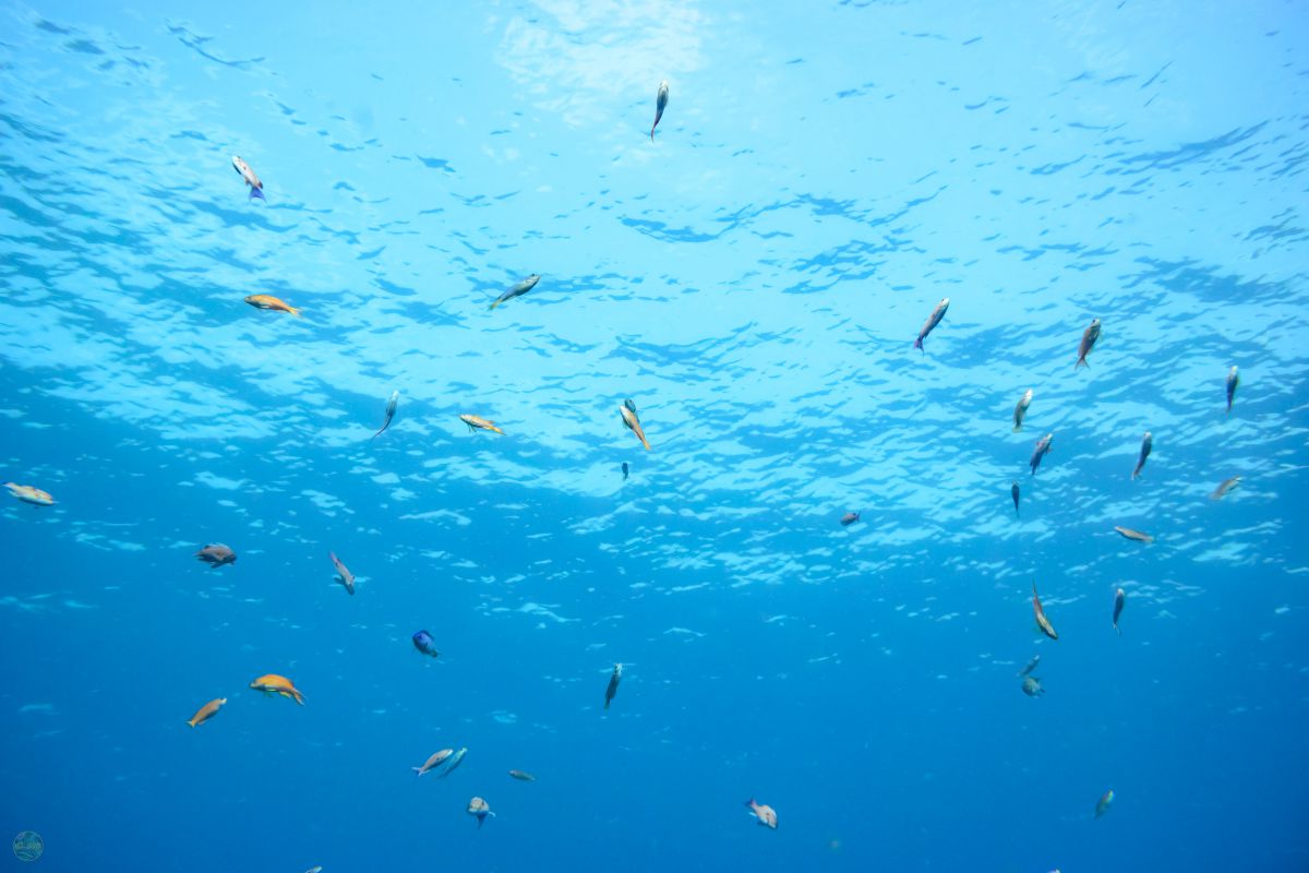 Transparency 25 | GANREF