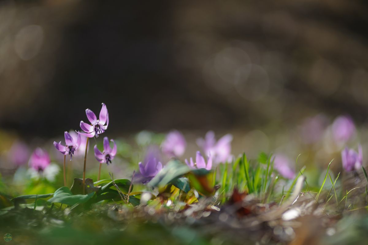 Spring Ephemeral | GANREF